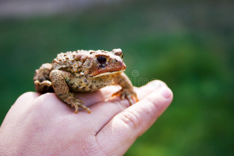 Frosch in der Hand stockfoto. Bild von bezaubern, frosch - 256618