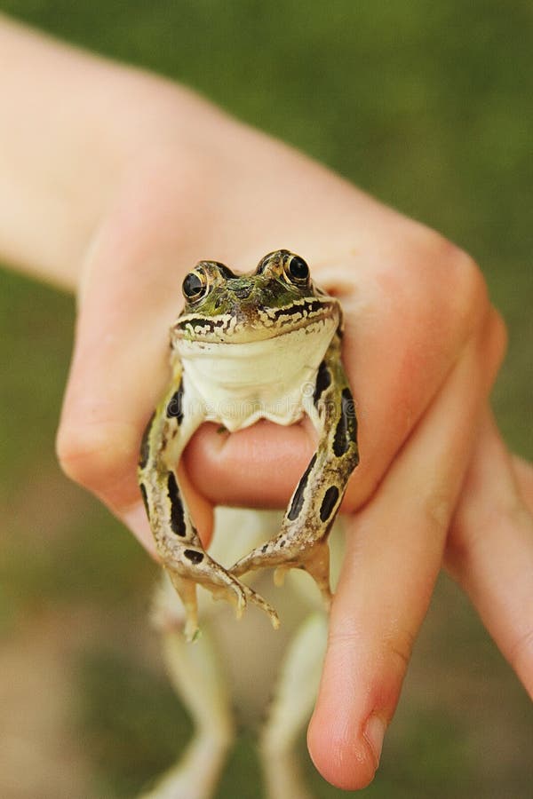 Frosch in der Hand stockbild. Bild von fische, tier, amphibie - 37540605