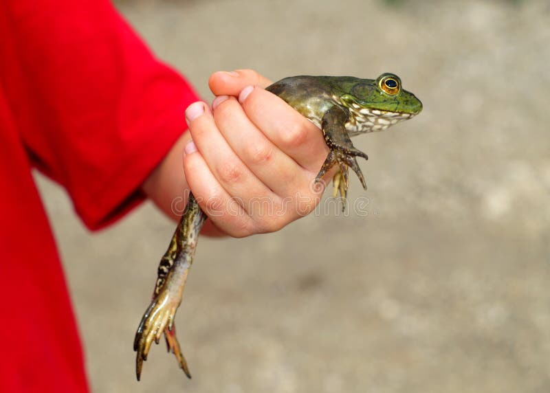 Frosch in der Hand stockbild. Bild von fische, tier, amphibie - 37540605
