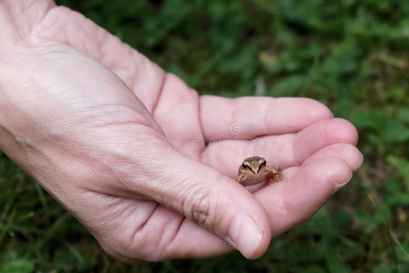 Frosch in der Hand stockfoto. Bild von tier, finger, sitzen - 75773702