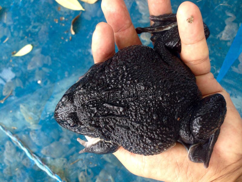 Frosch in der Hand stockfoto. Bild von frosch, hintergrund - 96145258