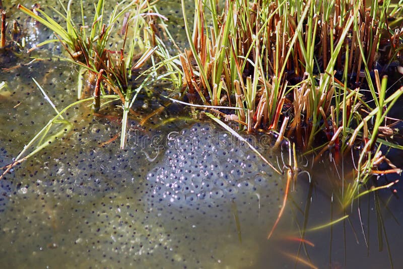 Frosch-Fischeier stockbild. Bild von kaulquappen, teich - 18751309