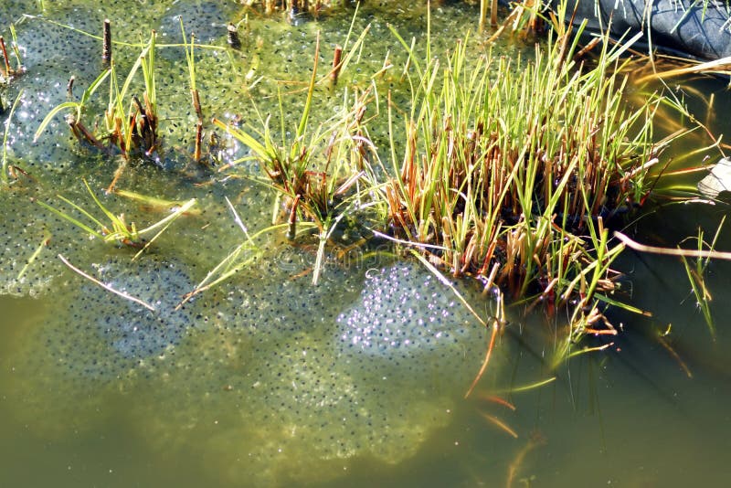 Frosch-Fischeier stockfoto. Bild von gelegen, lage, jung - 114801322