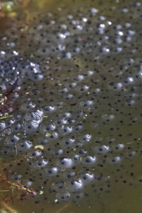 Frosch-Fischeier stockfoto. Bild von wildnis, garten - 39097962