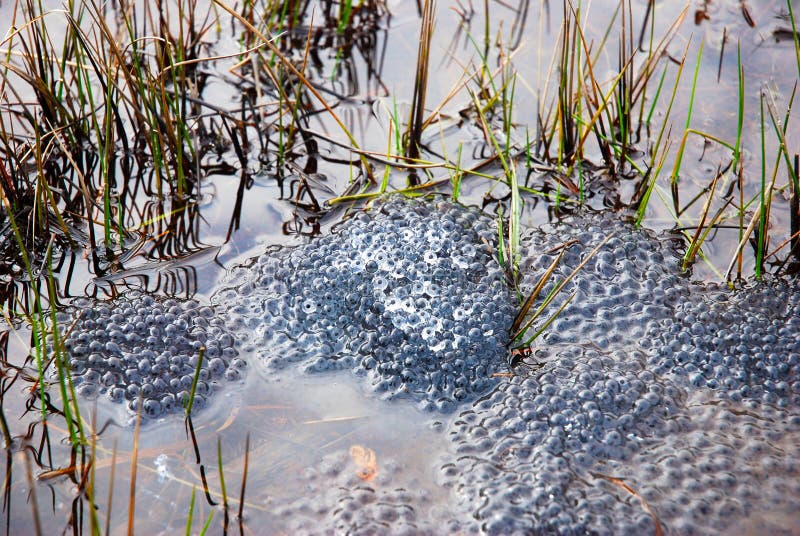 Frosch-Fischeier stockbild. Bild von frühling, tadpole - 47122735