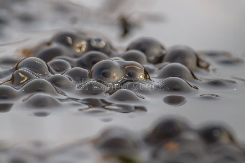 6,173 Fischeier Fotos - Kostenlose und Royalty-Free Stock-Fotos von ...