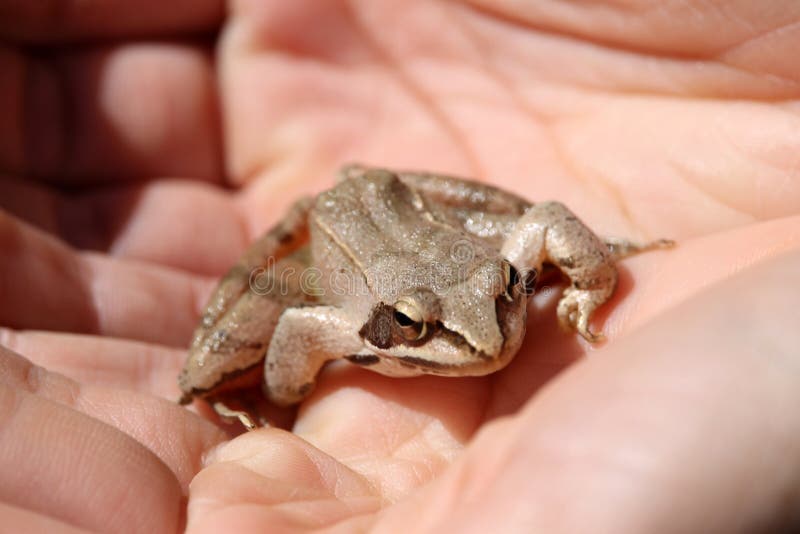 247 Frosch Einer Hand Fotos - Kostenlose und Royalty-Free Stock-Fotos ...
