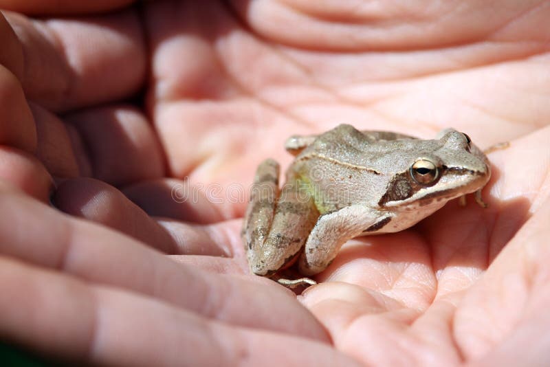 247 Frosch Einer Hand Fotos - Kostenlose und Royalty-Free Stock-Fotos ...