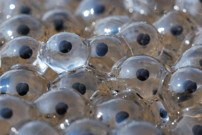 Froscheier stockfoto. Bild von rogen, kaulquappe, fischeier - 17017488