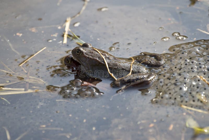Froscheier stockbild. Bild von oberfläche, teich, sonderkommando - 24333713