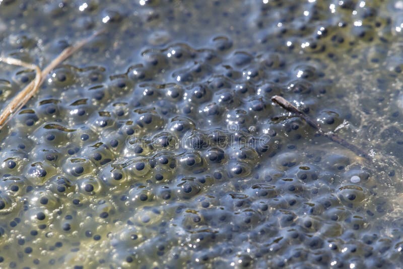 Froscheier stockfoto. Bild von rogen, fischeier, frosch - 17017488