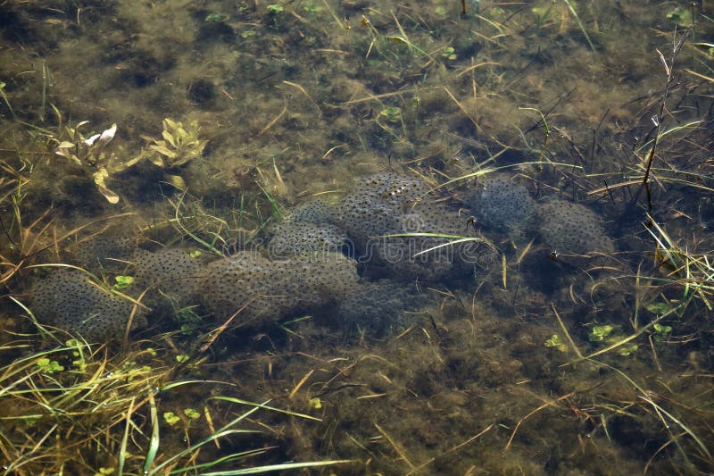 150 Frosch Fischeier Im Wasser Stock Fotos - Freie & Royalty-Free Stock ...