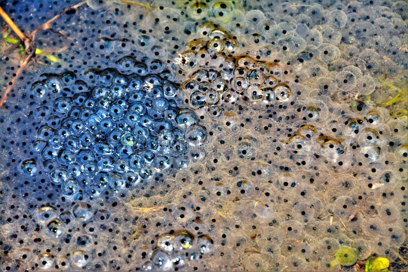 Froscheier im Wasser stockbild. Bild von amphibien, geläufig - 186715745