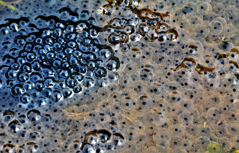 Froscheier im Wasser stockbild. Bild von amphibien, geläufig - 186715745