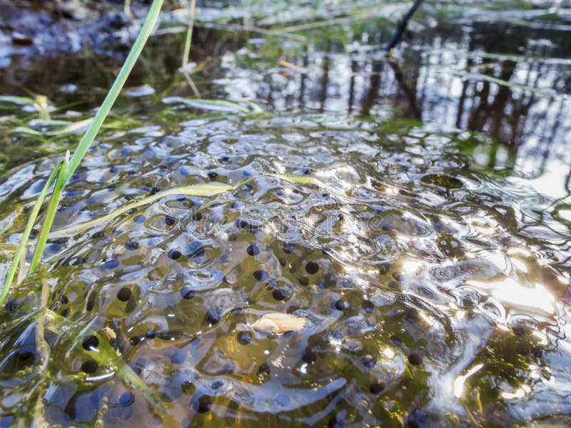 Froschfischeier Im Kleinen Teich Stockbild - Bild von makro, eier ...