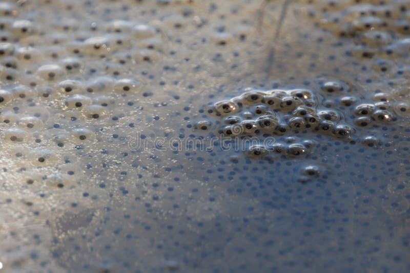 Fischeier im Wasser stockfoto. Bild von biologie, kröten - 30445846