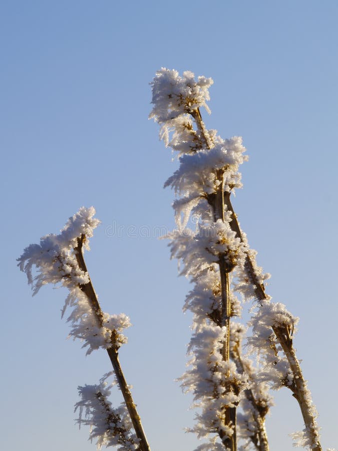 Frost stock image. Image of frost, nature, frosted, hoarfrost - 3919695