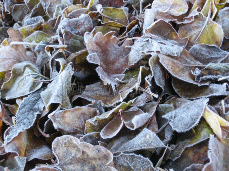 Frost stock image. Image of frost, frosty, outdoors, cold - 6962885