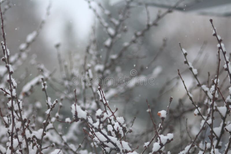 Frost on an Almond Tree in the Winter, Somber, Gloomy Scene Stock Image ...