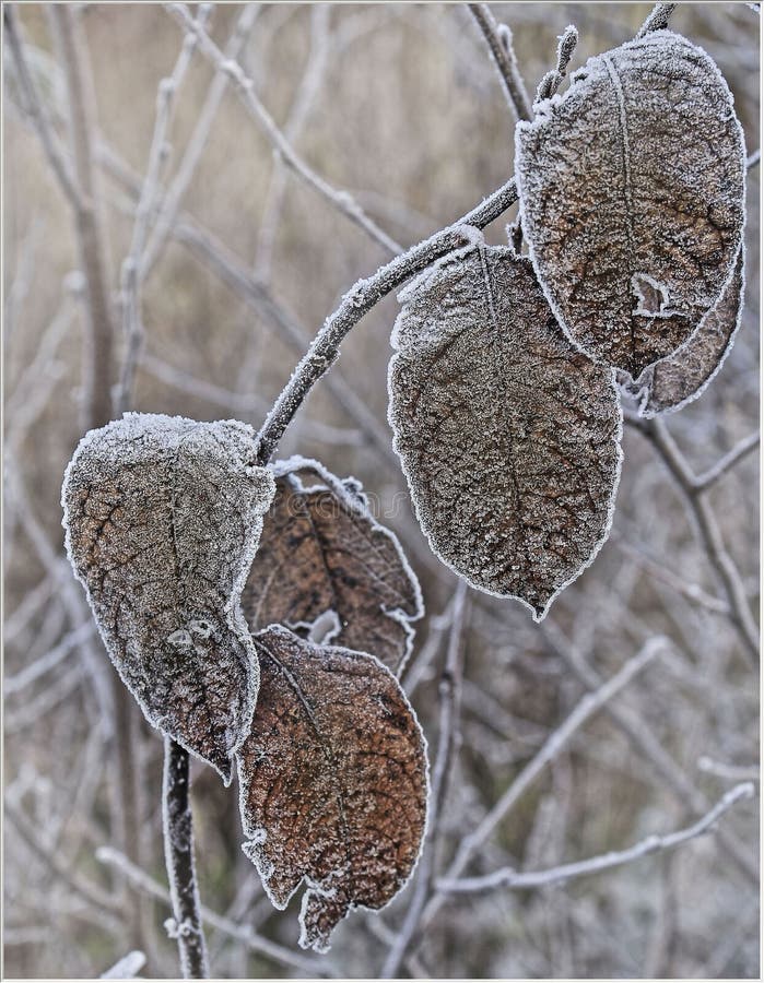 Frost stock photo. Image of trees, snow, macro, cold - 57372430