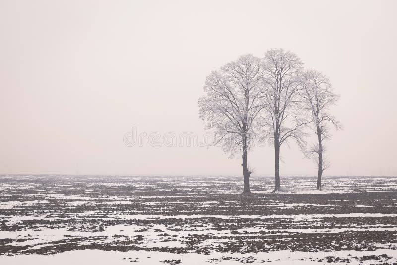 Frost Bare Tree in Winter stock image. Image of idyllic - 84657667