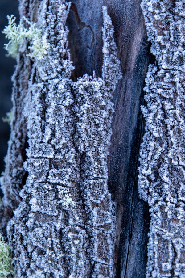 Frost on the Bark of a Tree Stock Photo - Image of dead, background ...