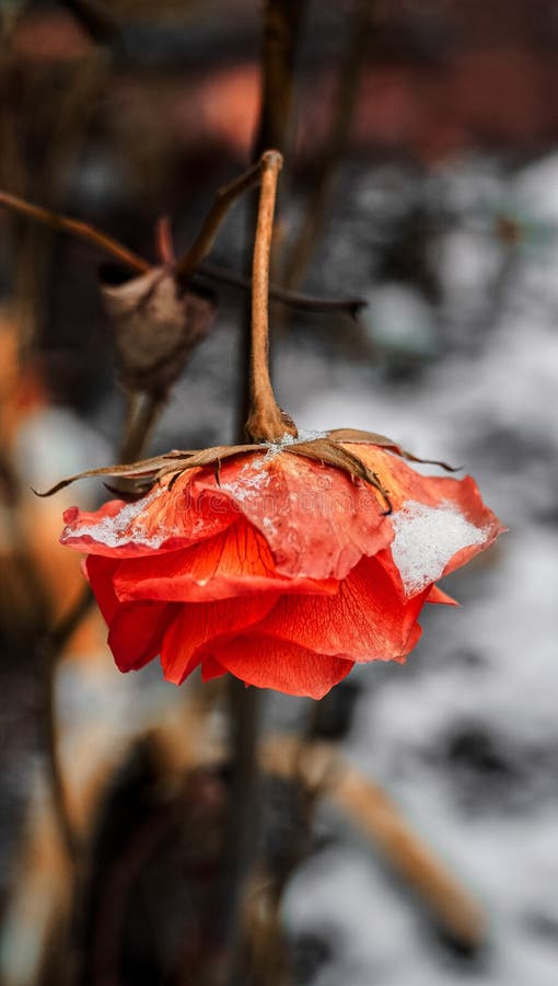 Red rose in the snow stock photo. Image of poland, petal - 266731638