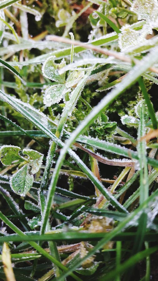 Frost bite stock image. Image of xmas, frost, green, nature - 83215127