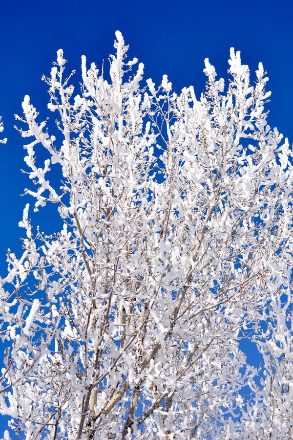Frost Bitten Tree stock image. Image of formed, white - 94933677