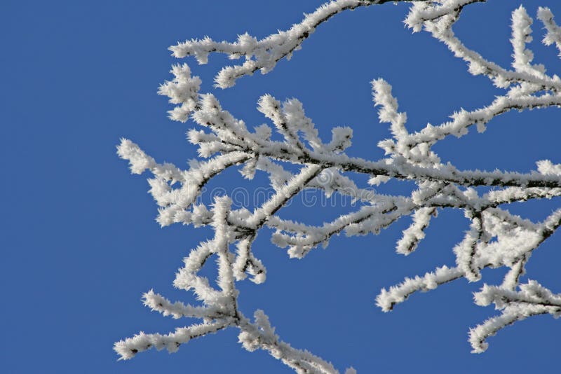 Frost on branches stock image. Image of blue, snow, december - 3892739