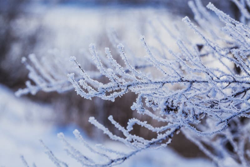 Frost Branches Close Up, Cold Weather Stock Image - Image of branch ...