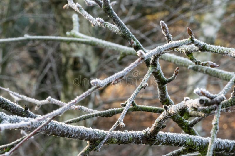 Frost on branches stock photo. Image of colors, nucleus - 138143114