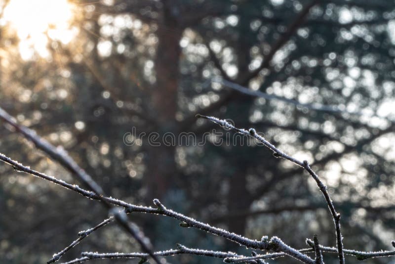 Frost on branches stock photo. Image of outdoors, colors - 138143130
