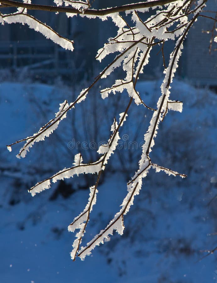 Frost on the Branches of Plants and Trees Stock Photo - Image of light ...