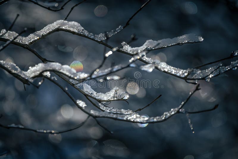 Frost on the Branches of Tree Stock Image - Image of season, nature ...