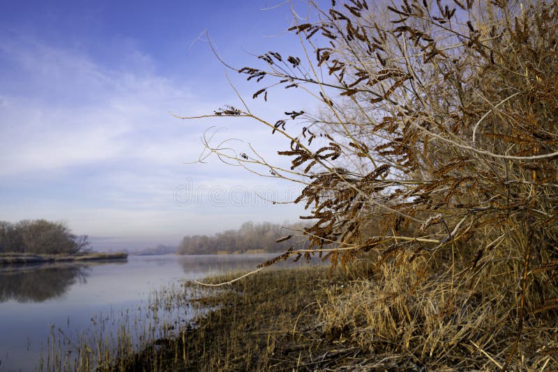 Frost on the Bushes Near the River Bank Stock Photo - Image of plant ...