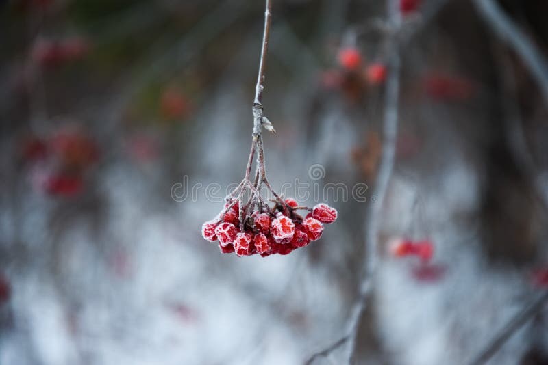 Frost coated Berries stock photo. Image of frost, hanging - 134882976