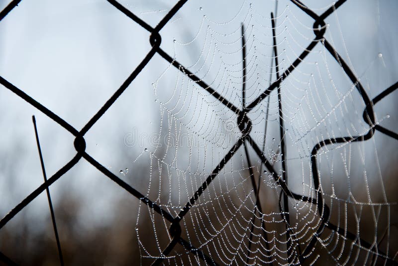 Frost Cobweb in a Cold Morning. Spider Web on an Old Wire Fence Stock ...