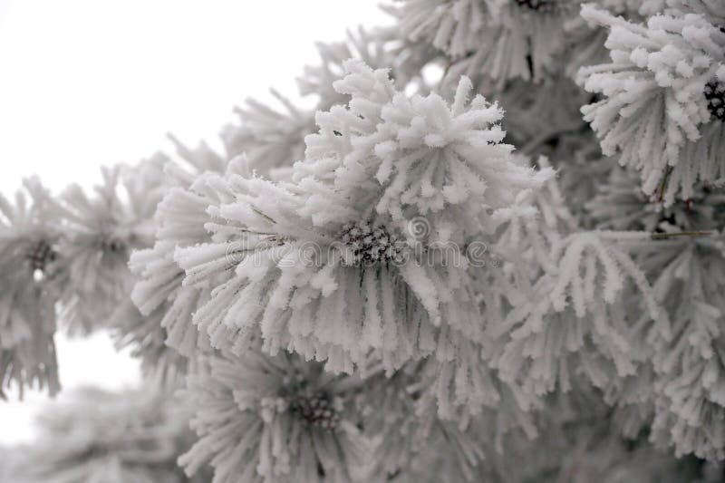 Frosted Branch Pine Tree in the City Park Stock Image - Image of ...