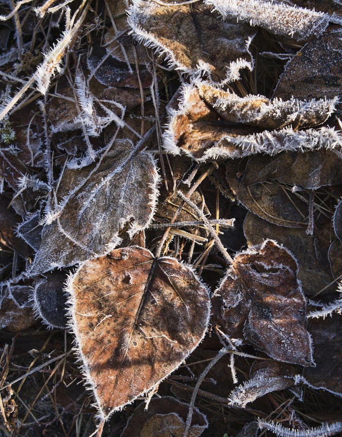 Frost Covered Dead Leaves in Fall Stock Image - Image of season, leaves ...