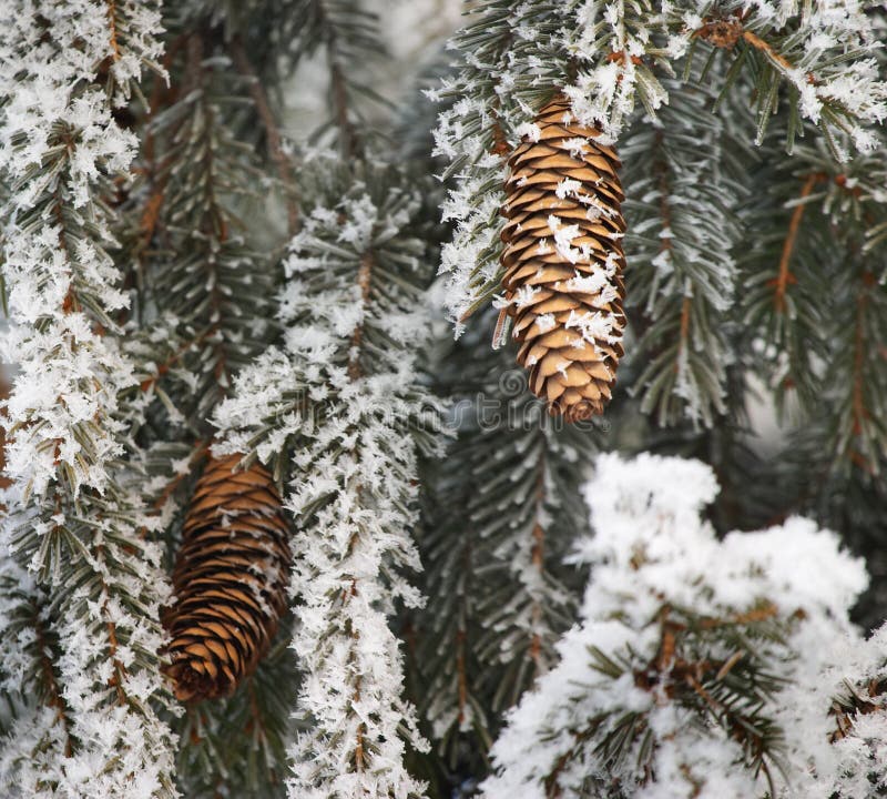 Frost covered fir tree stock photo. Image of spruce, cold - 3075180