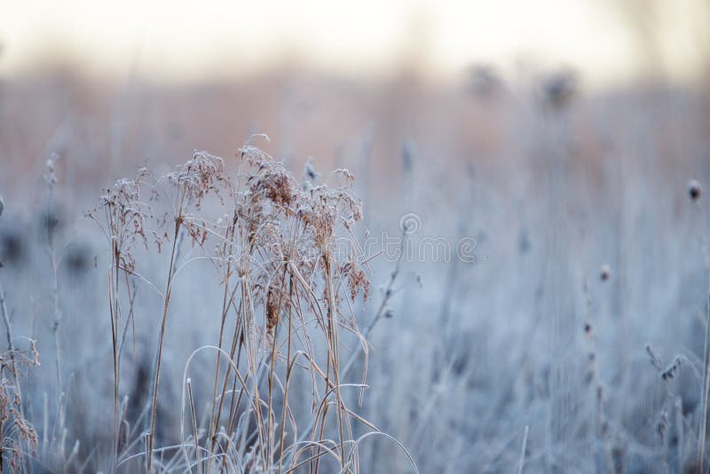 Frost Covered Grass stock image. Image of nature, marsh - 140130217