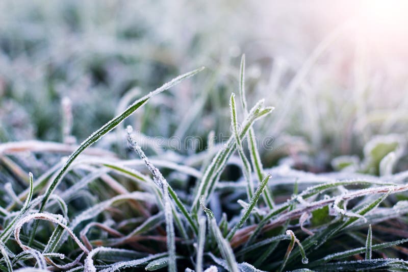 Frost-covered Grass in a Meadow in Sunny Weather Stock Photo - Image of ...