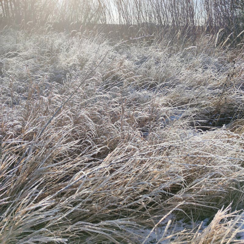 Frost-covered Grass in the Morning Sun. Beautiful Winter Background ...
