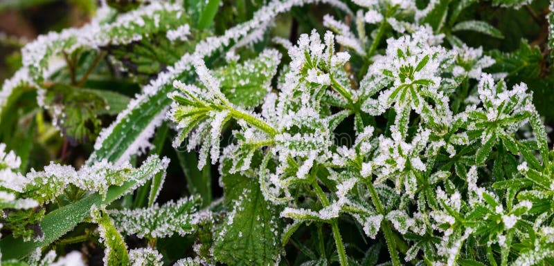 Frost-covered Green Grass. Winter Background with Snowy Winter Grass ...