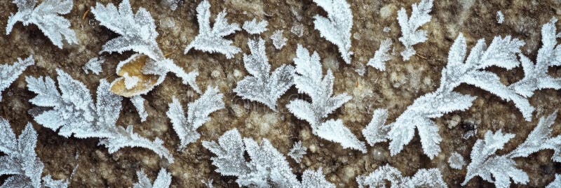 Frost Covered Leaves Ground Creating Natural Winter Pattern Stock ...