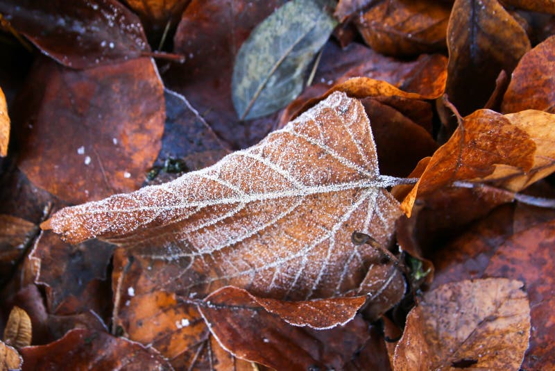 Frost Covered Leaves after a Cold Snap Stock Image - Image of macro ...