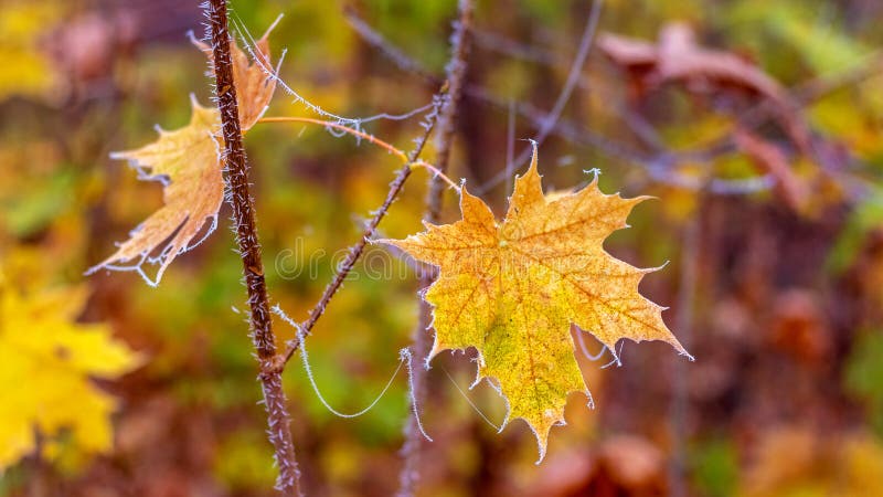 Frost-covered Maple Leaves in the Woods on a Tree Stock Image - Image ...