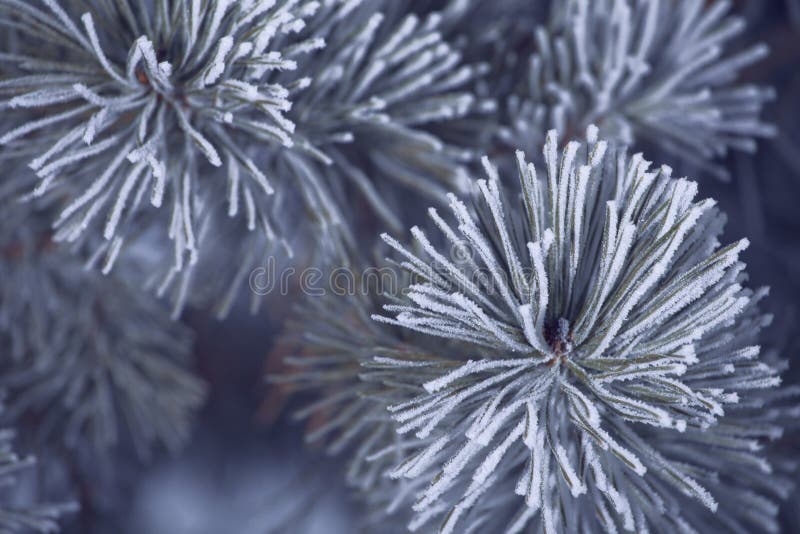 Frost covered pine tree stock photo. Image of frozen - 52605788