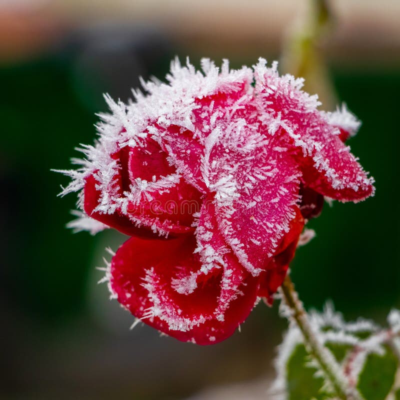 Frost-covered Red Rose on a Dark Blurred Background Stock Photo - Image ...